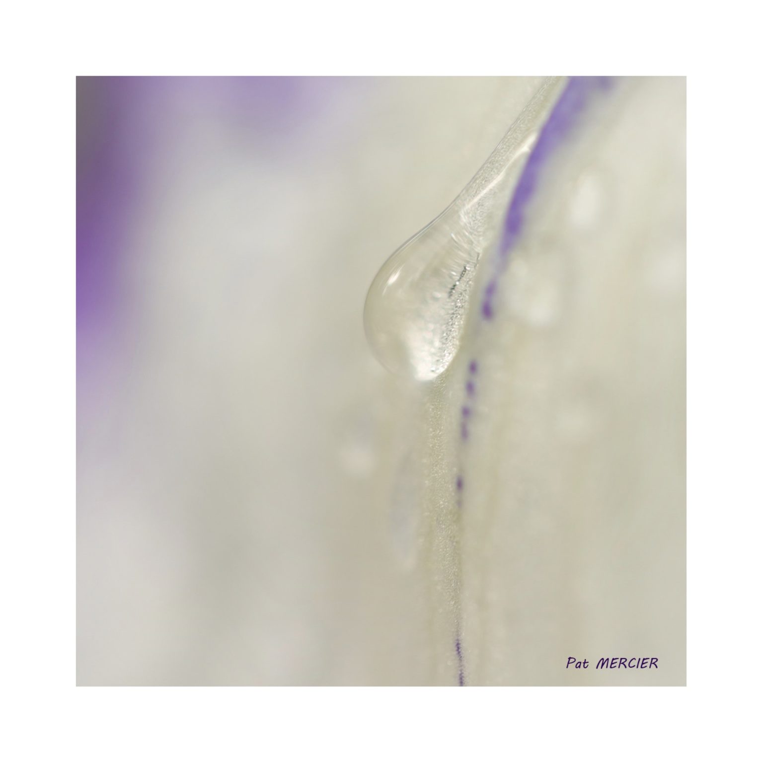 Galerie de Patricia Mercier - Romo Photo Club