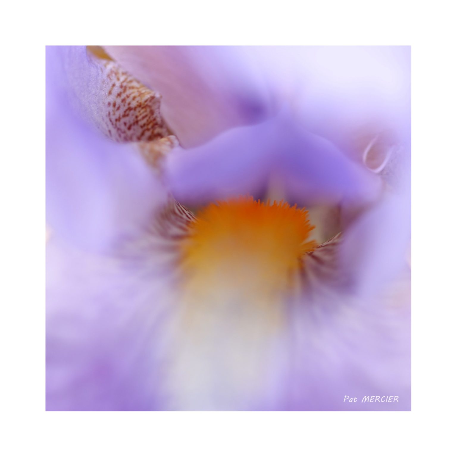 Galerie de Patricia Mercier - Romo Photo Club